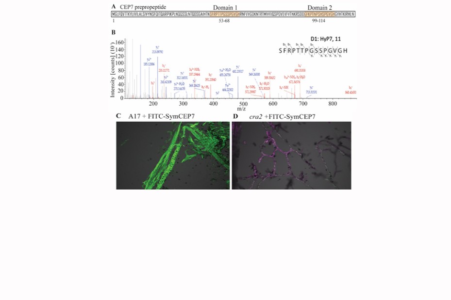 IPS2 - Ametys, Web Java Open Source CMS